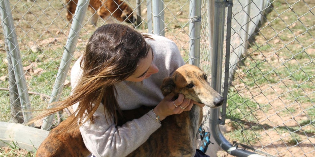 Cuando adoptar también es viral: influencers y protectoras se unen en Mazagón por el bienestar ...