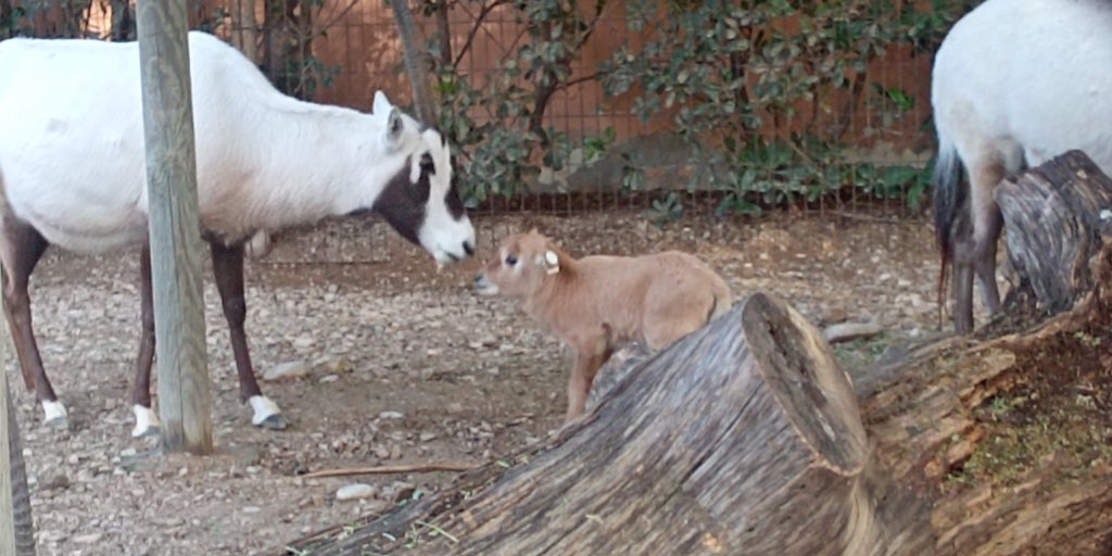 Nace una cría de esta especie tan emblemática en el zoo de Jerez: se ...