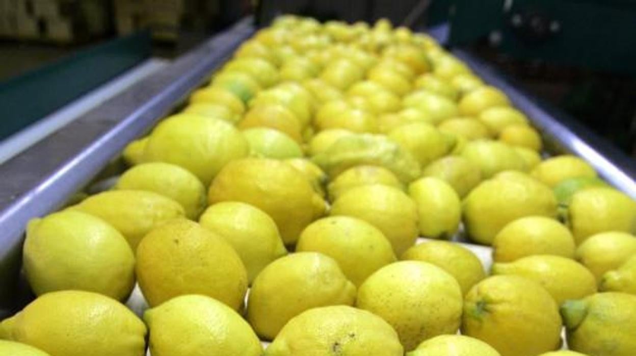 España, el rey mundial del limón