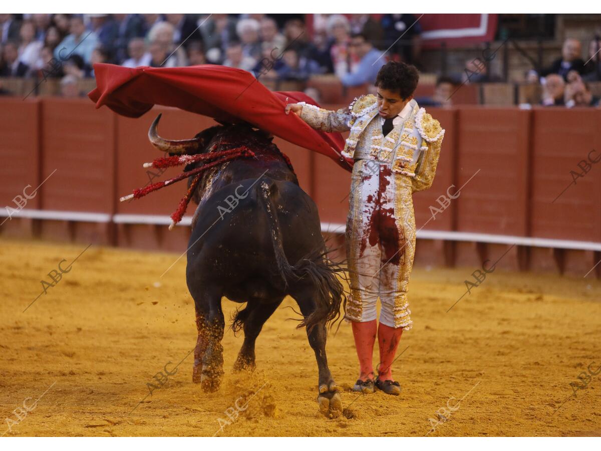 Toros de Santiago Domecq para los toreros José Garrido, David de ...